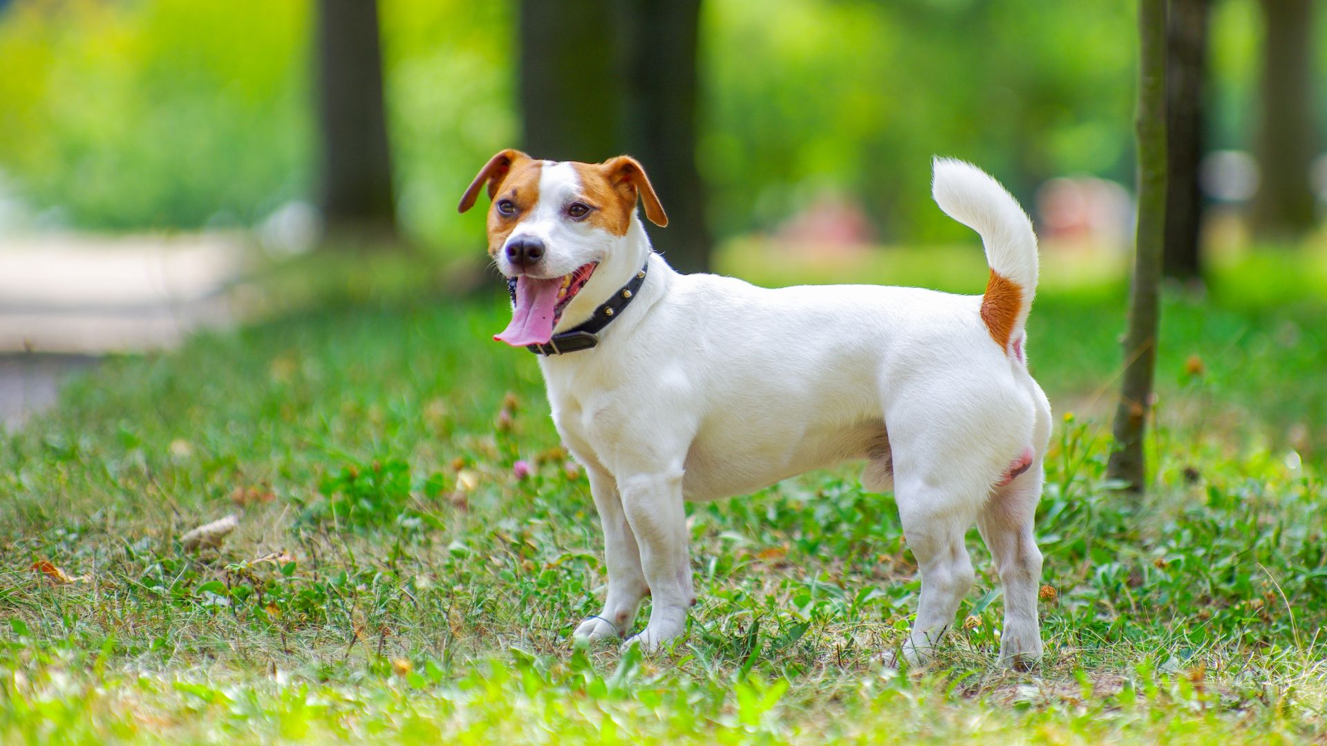 Client Referral Form | Calgary Veterinary Dentistry