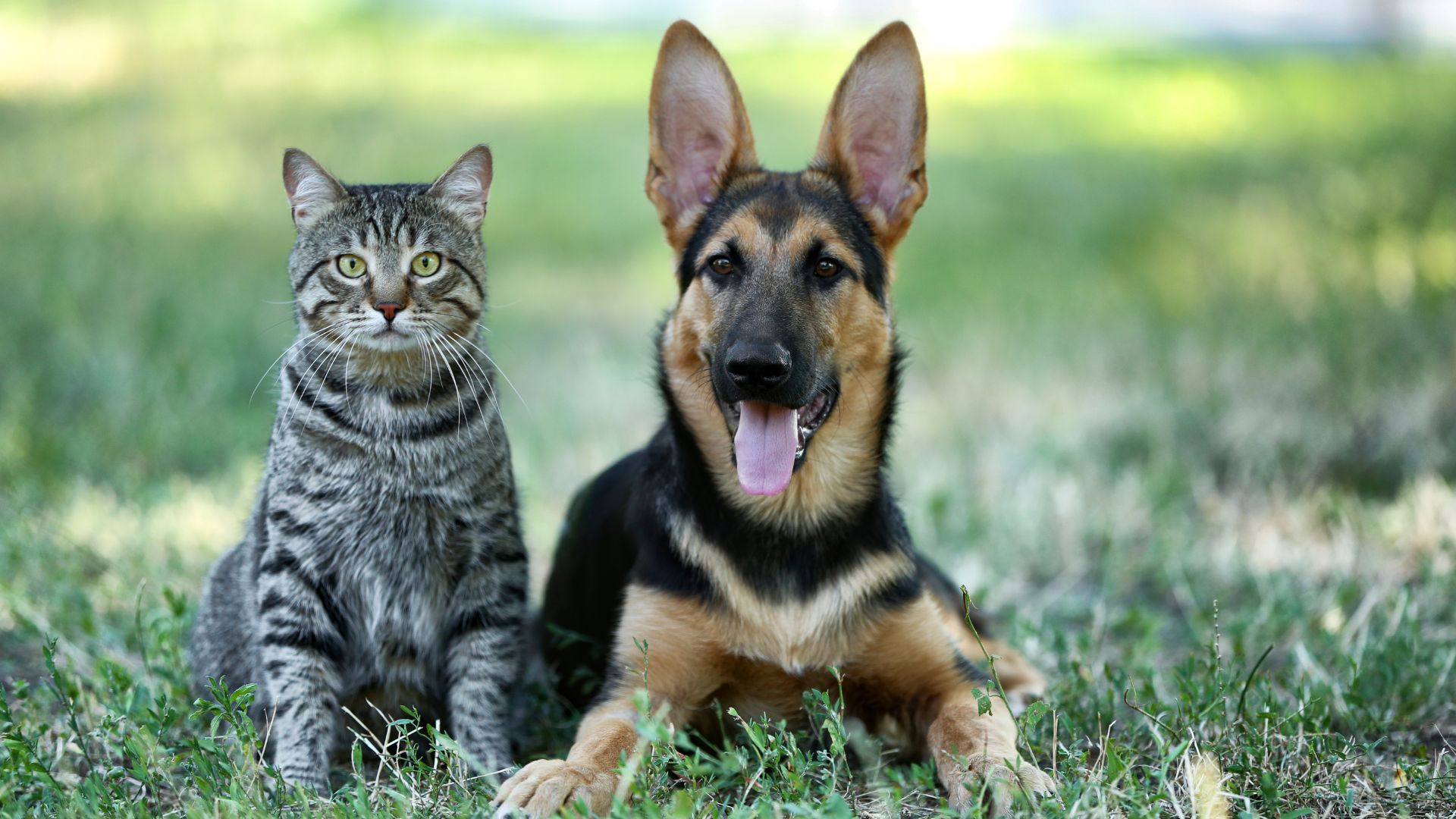 Veterinary Dentist In Calgary, AB | Calgary Vet Dentistry