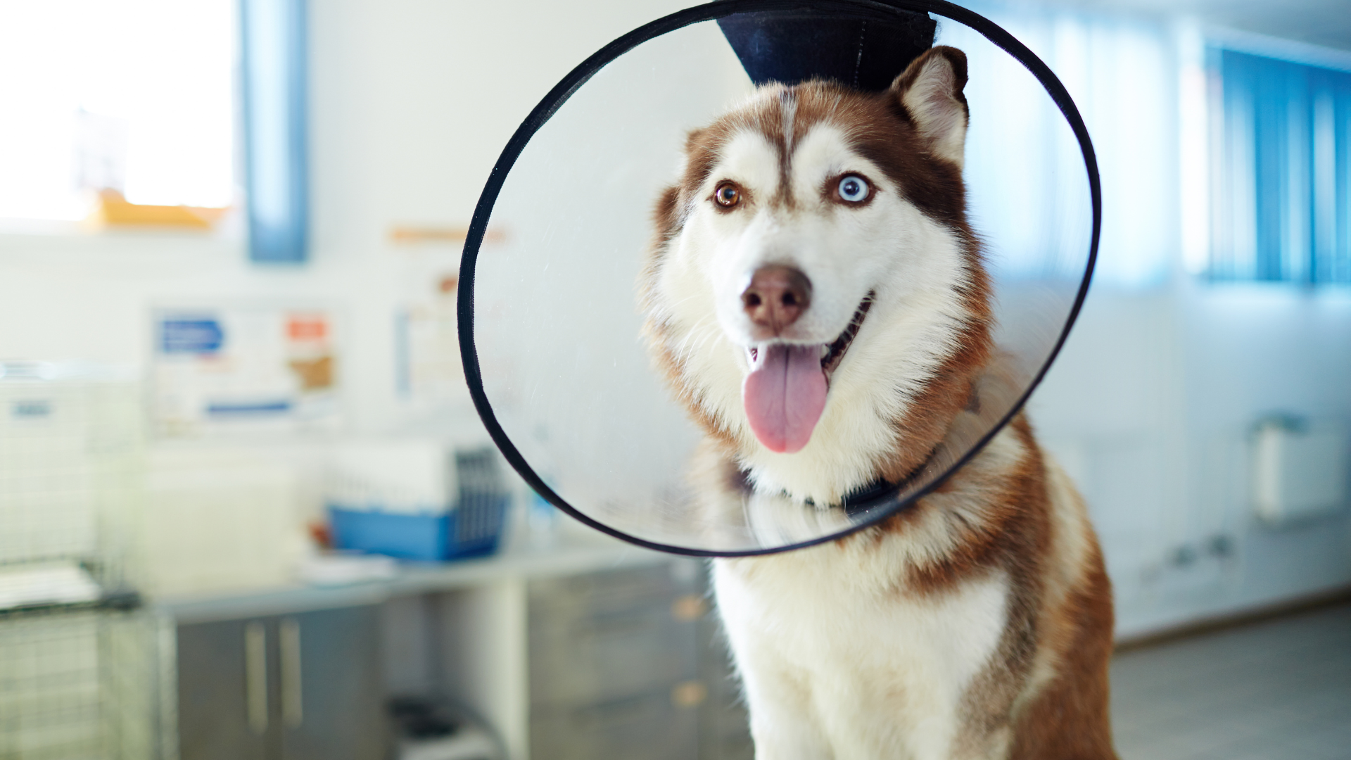 Post-Operative Instructions | Calgary Veterinary Dentistry