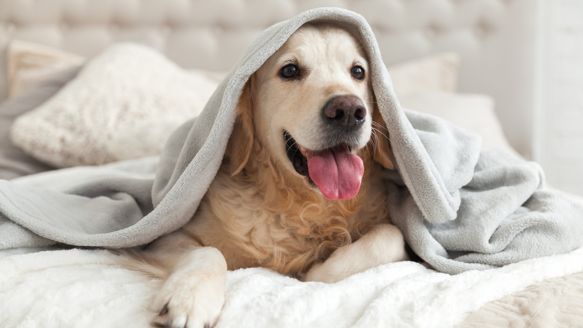 What To Expect? Calgary Veterinary Dentistry & Oral Surgery